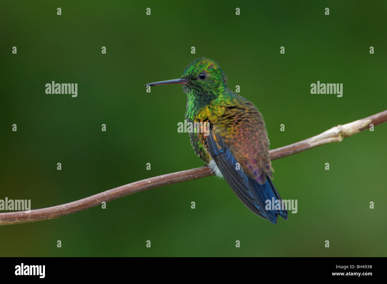 Copper-rumped Hummingbird (Amazilia tobaci) against green background of ...