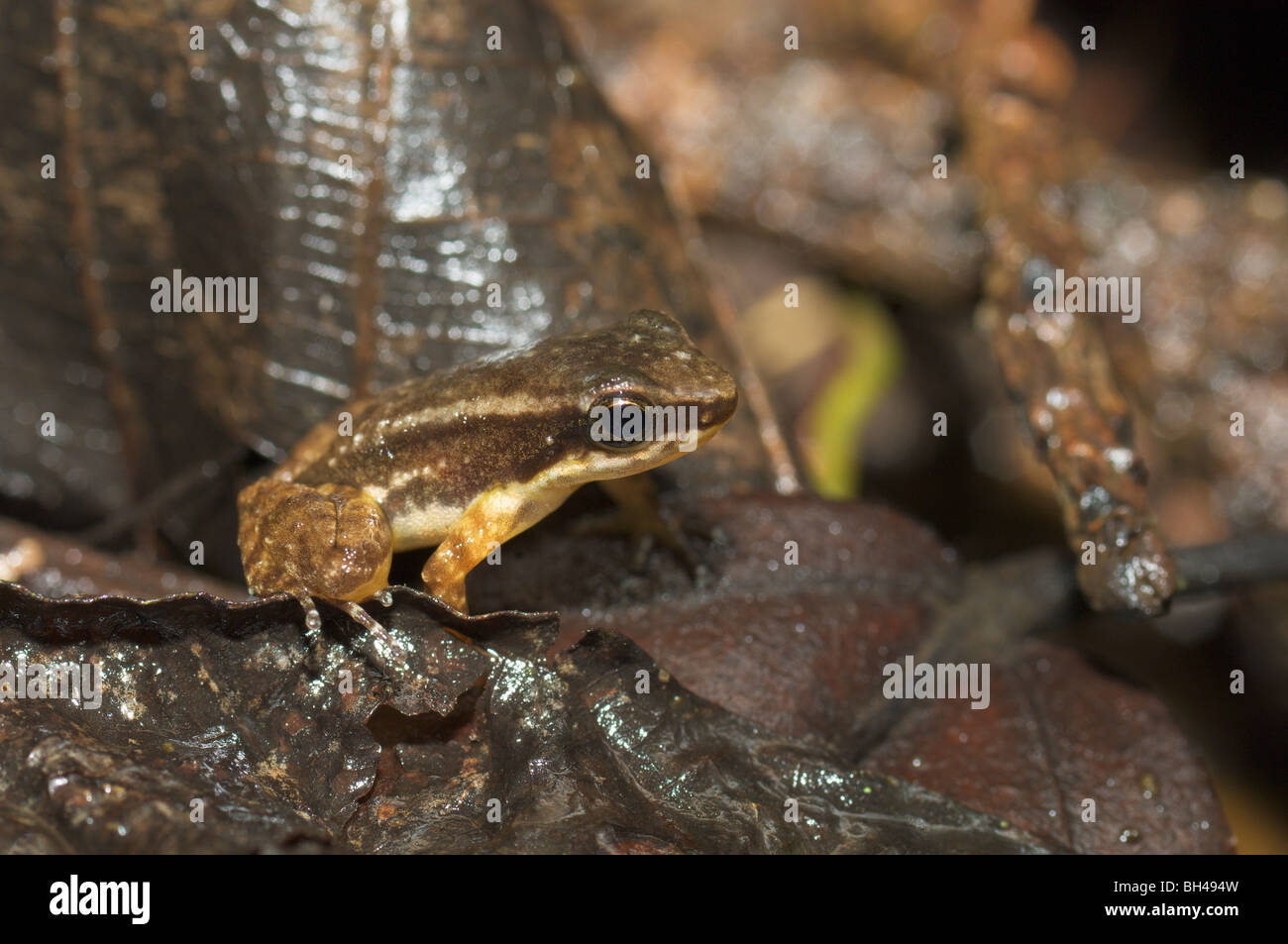 Yellow-throated frog (Mannophryne or Colostethus trinitatis) male ...
