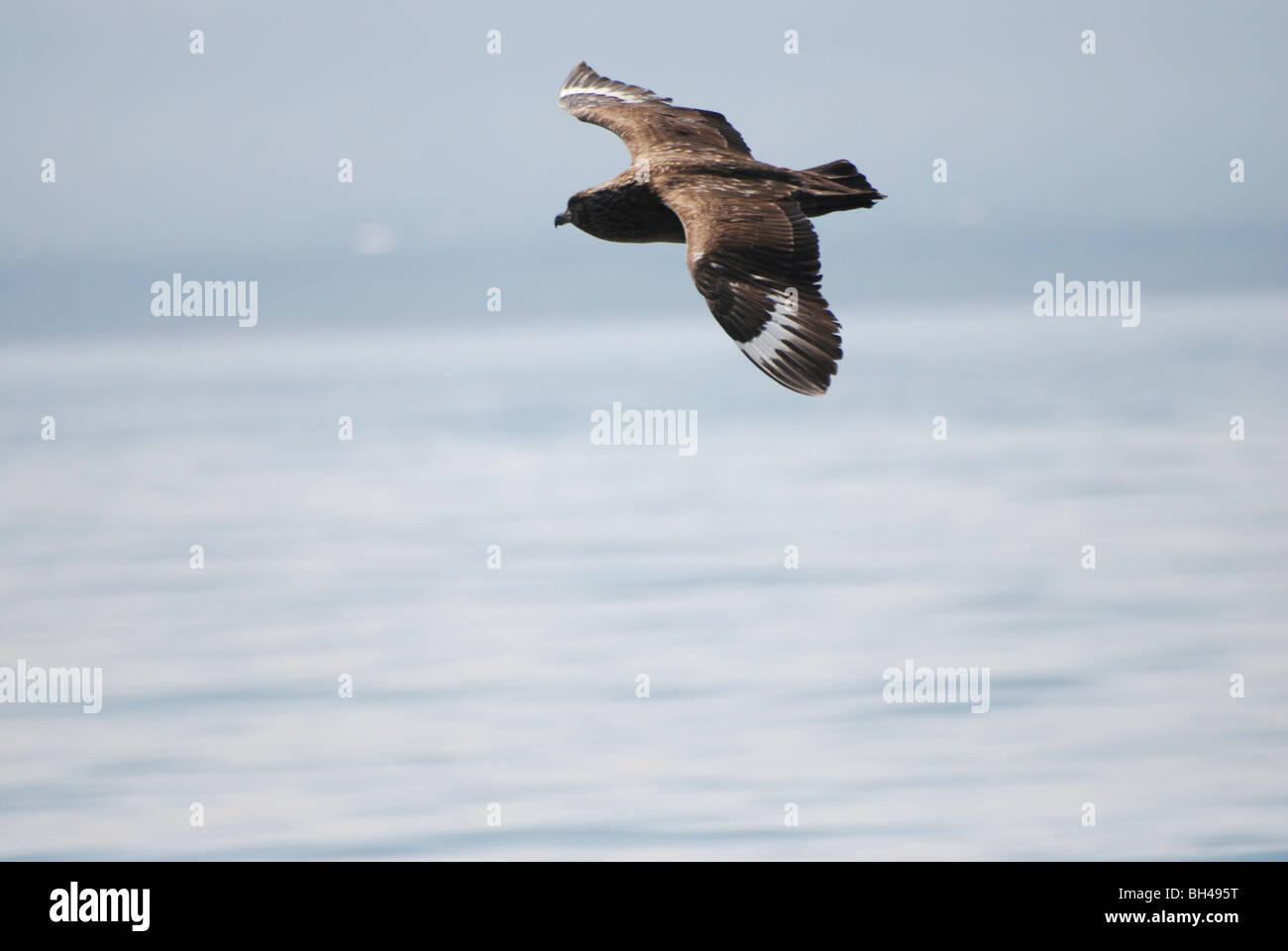 Great skua (Stercorarius skua) flying over ocean Stock Photo - Alamy