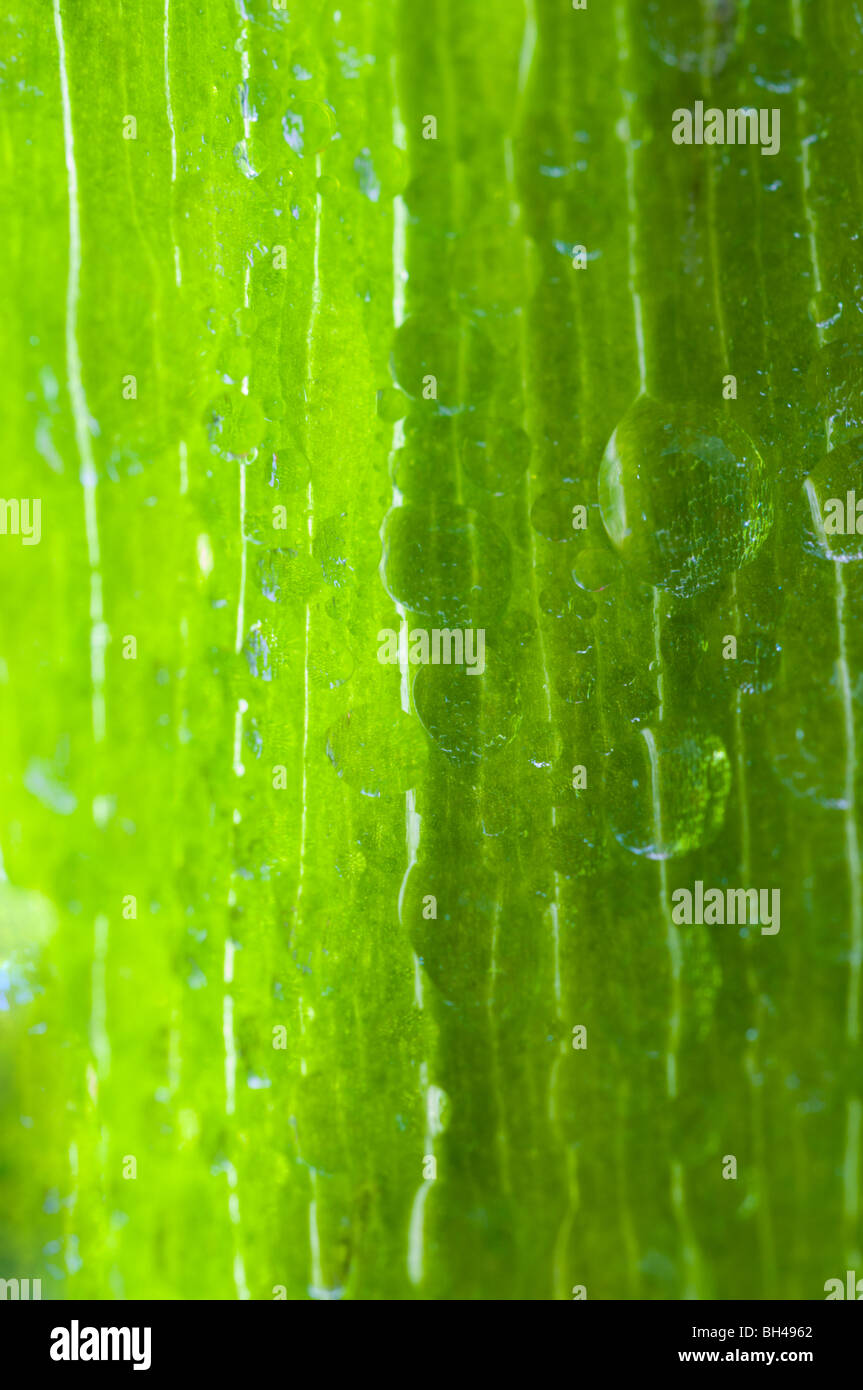 Structure of a leaf with drops Stock Photo - Alamy