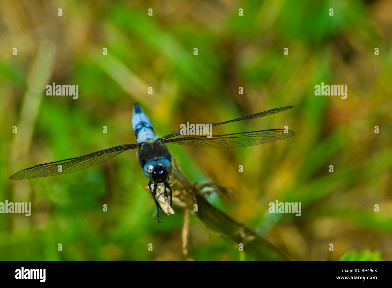 Scarce chaser (Libellula fulva) dragonfly (Anisoptera) on the ...