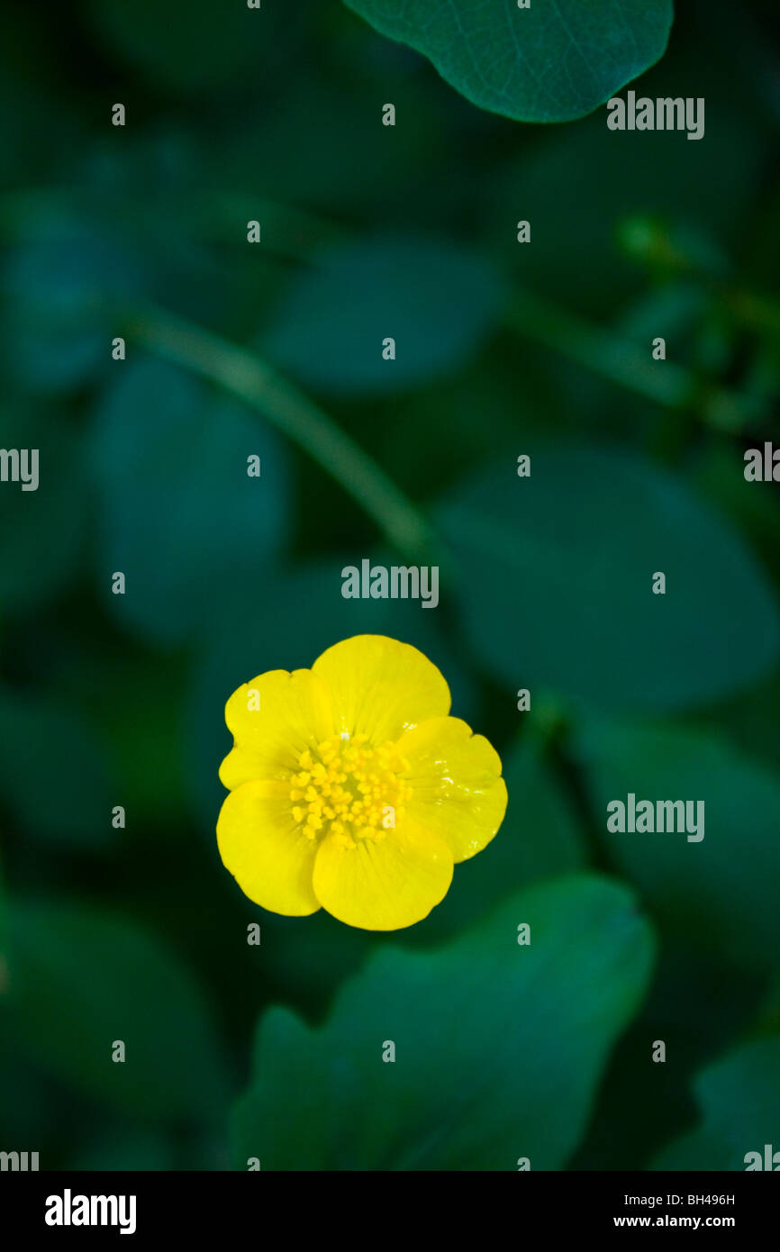 Creeping buttercup (Ranunculus repens) in springtime Stock Photo - Alamy