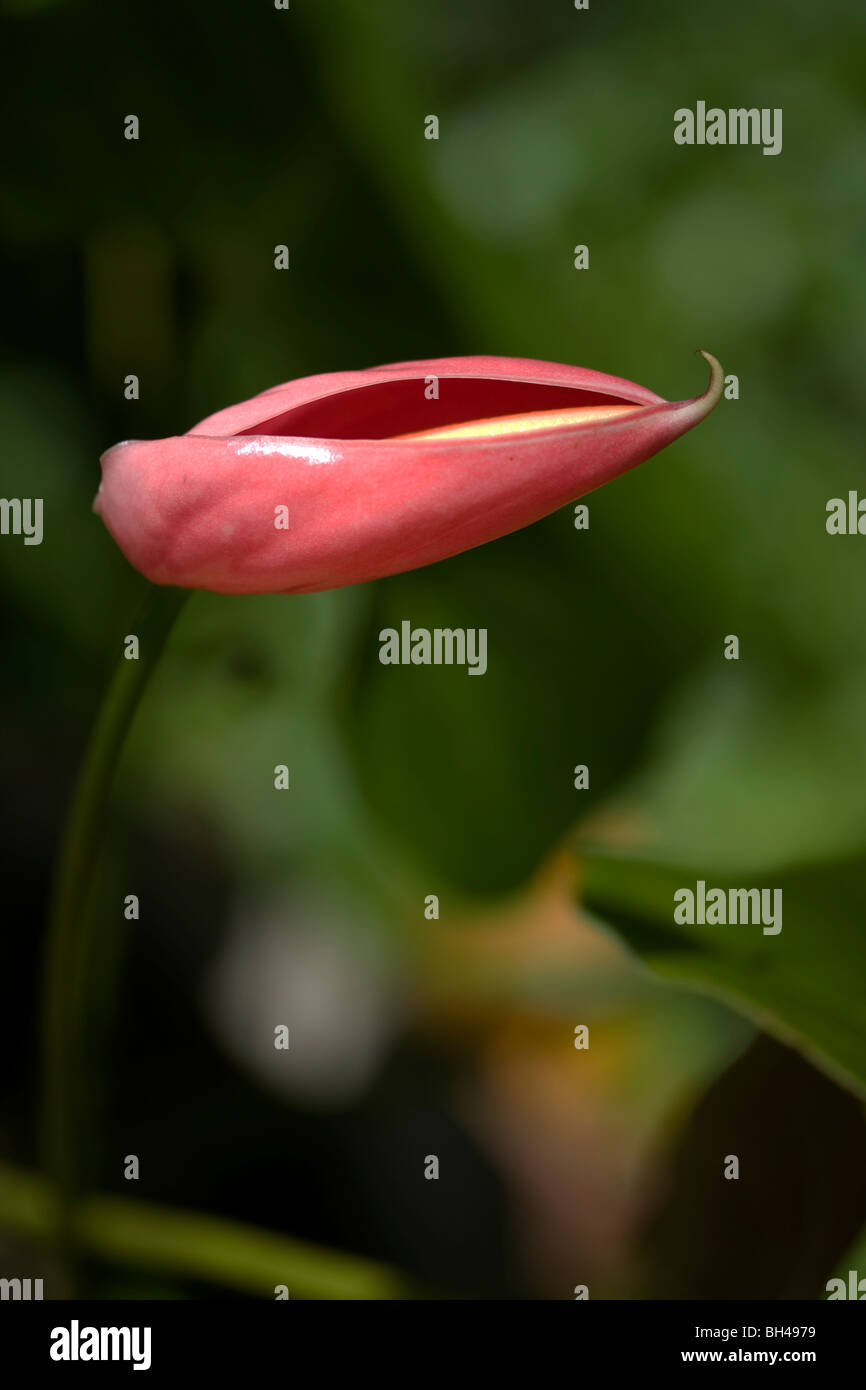 Flaming Flower '(Anthurium andraeanum) in bloom Stock Photo - Alamy