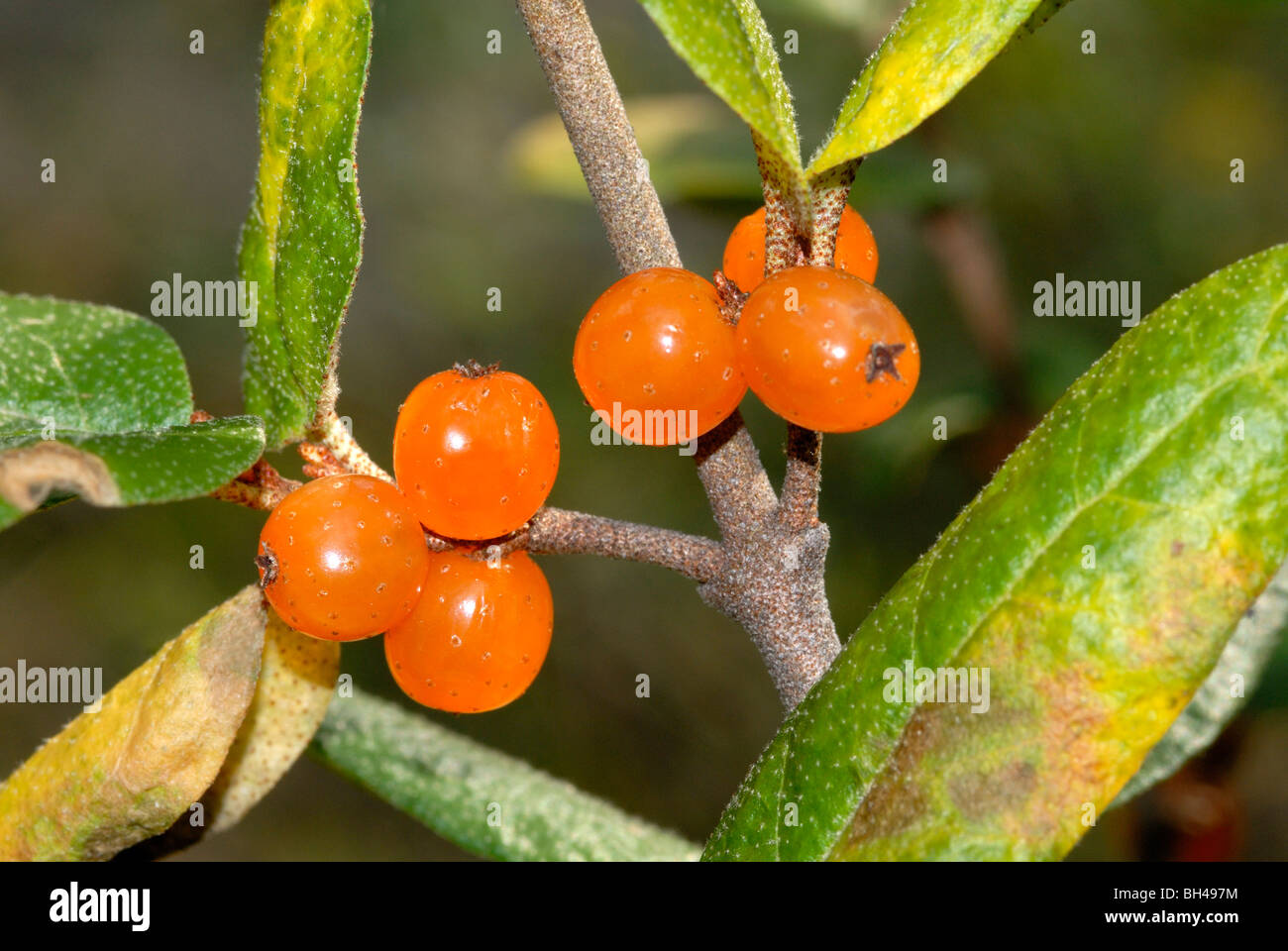 Canadian buffaloberry or soapberry (Shepherdia canadensis). Orange ...