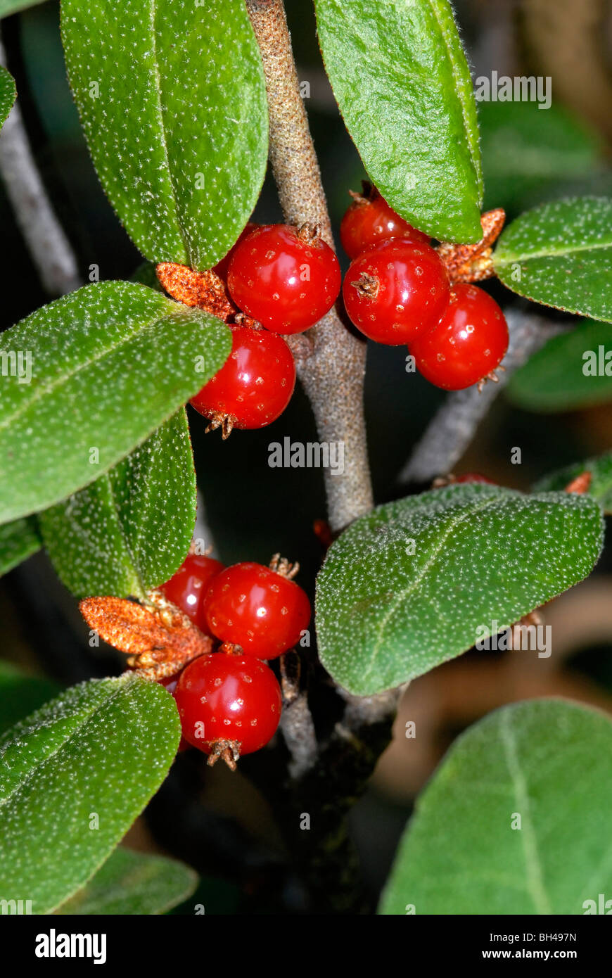 Canadian buffaloberry soapberry (Shepherdia canadensis Stock Photo - Alamy