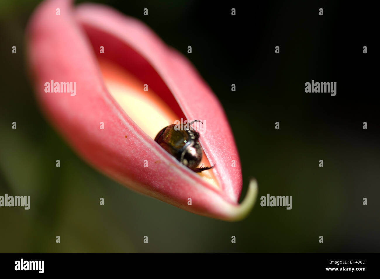 Flaming Flower '(Anthurium andraeanum) in bloom Stock Photo - Alamy