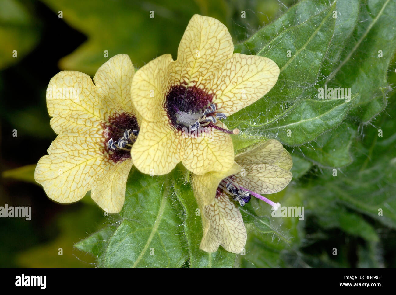 Henbane (Hyoscyamus niger)roadside verge deadly poisonous toxic 'Devil ...