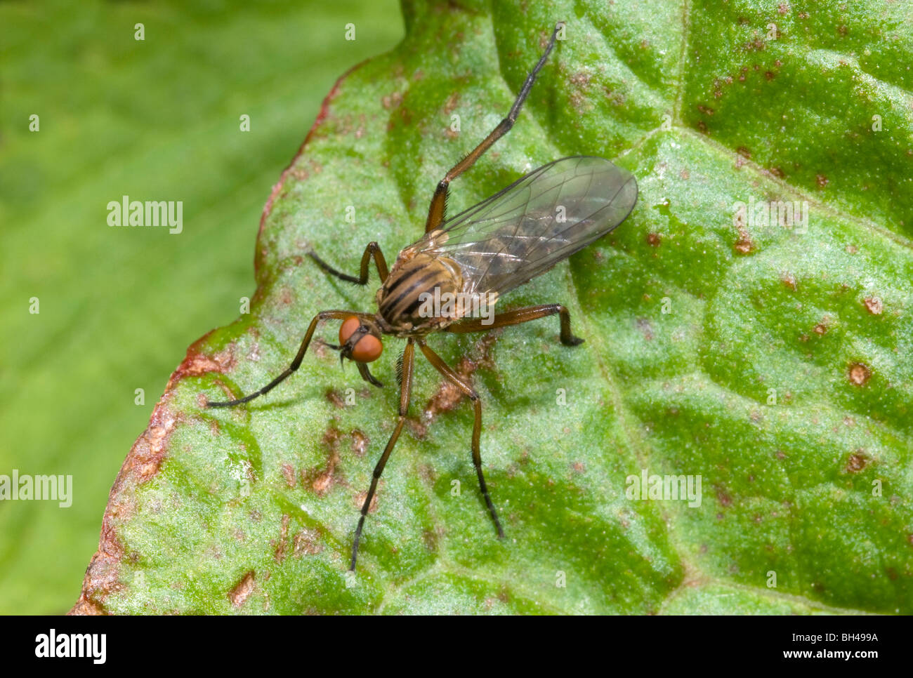 Empis hi-res stock photography and images - Alamy