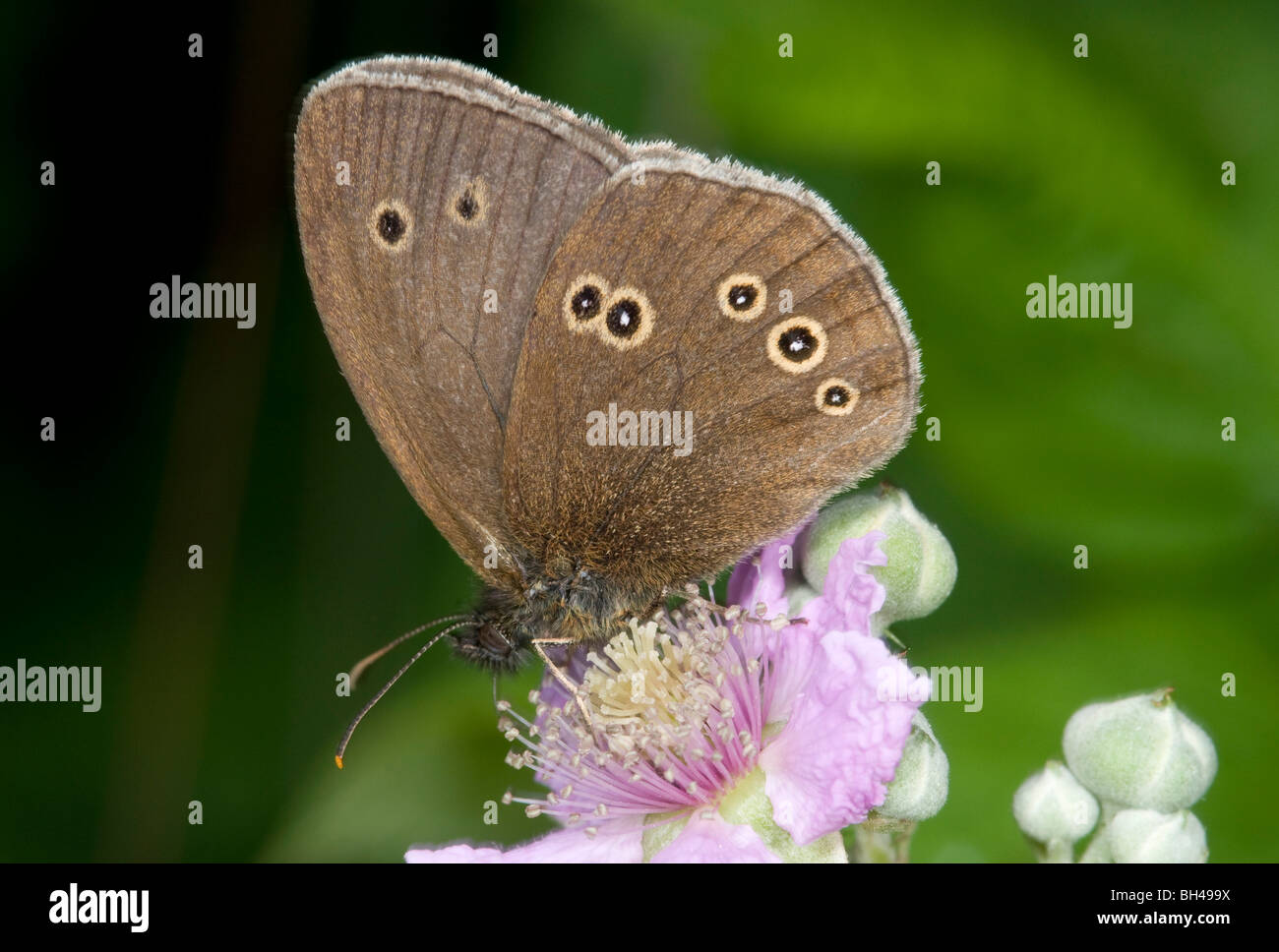 Ringlet butterfly (Aphantopus hyperantus). Close up of butterfly ...