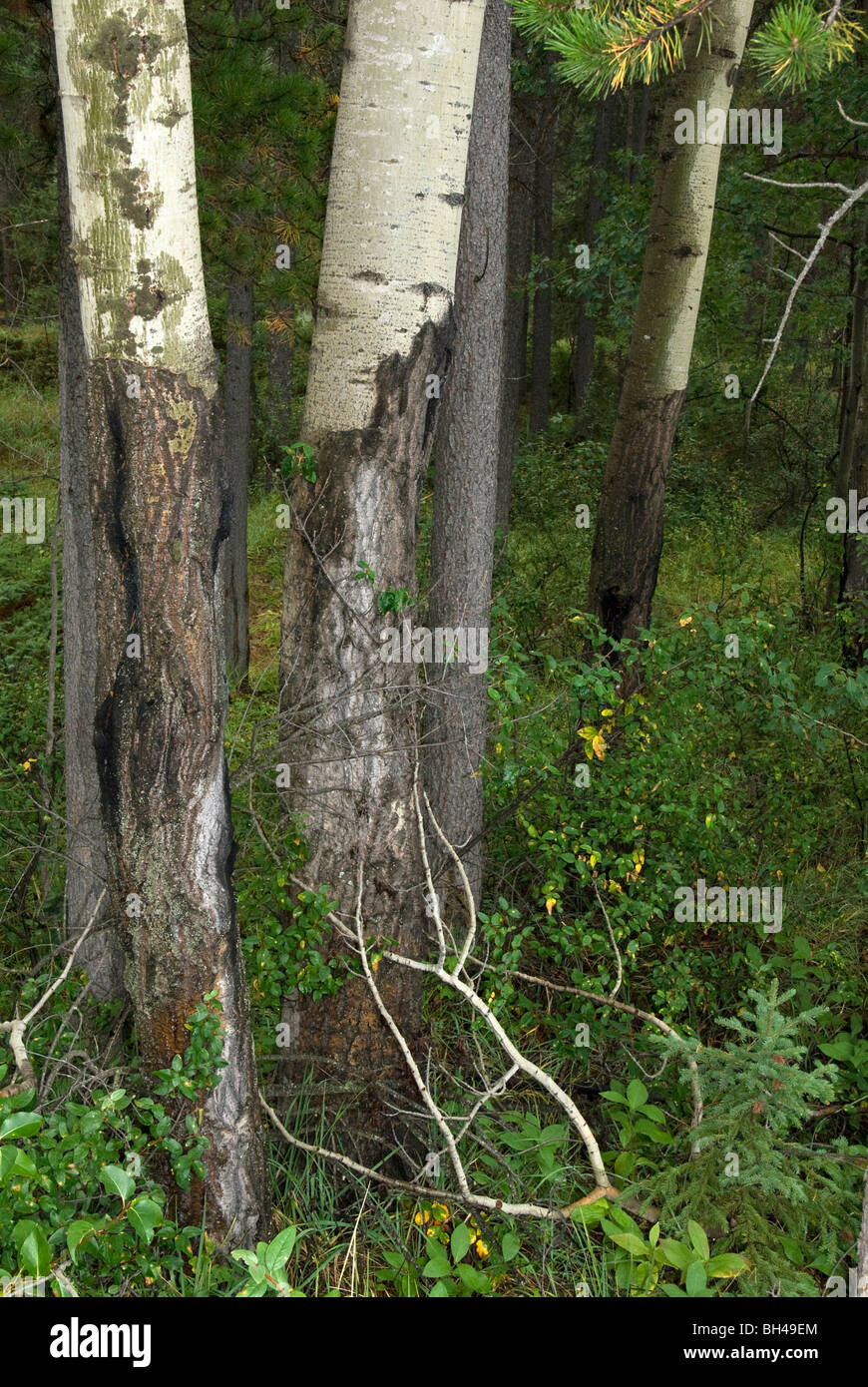 Elk (Cervus elaphus). Evidence of rub marks on trees caused by elk ...
