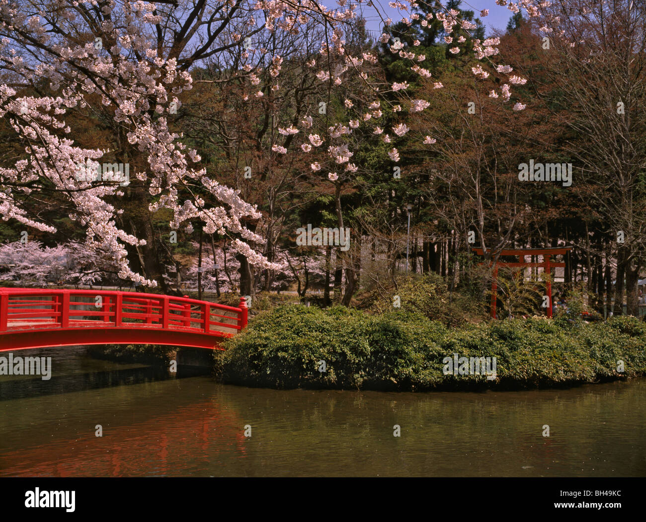 Sakura and traditional bridge, Suzaka Park, Nagano. Nagano Prefecture ...