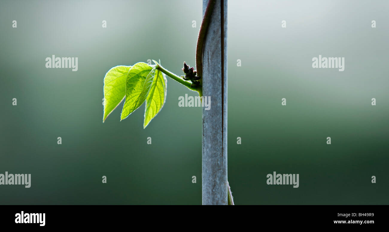 A runner bean leaf on a stem Stock Photo - Alamy