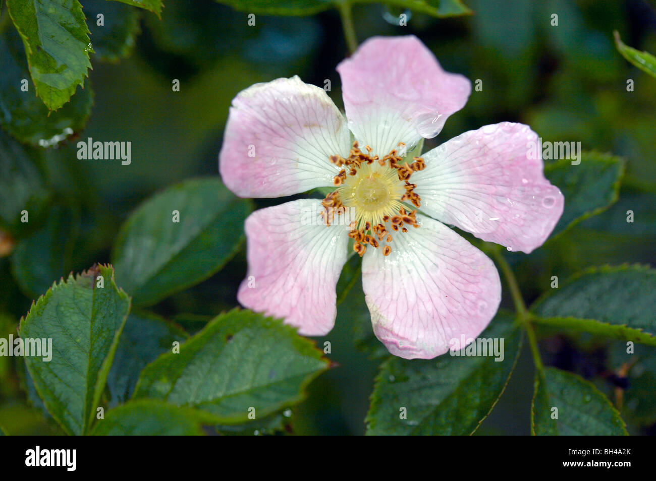 Dog rose (Rosa canina) with leaves Stock Photo - Alamy