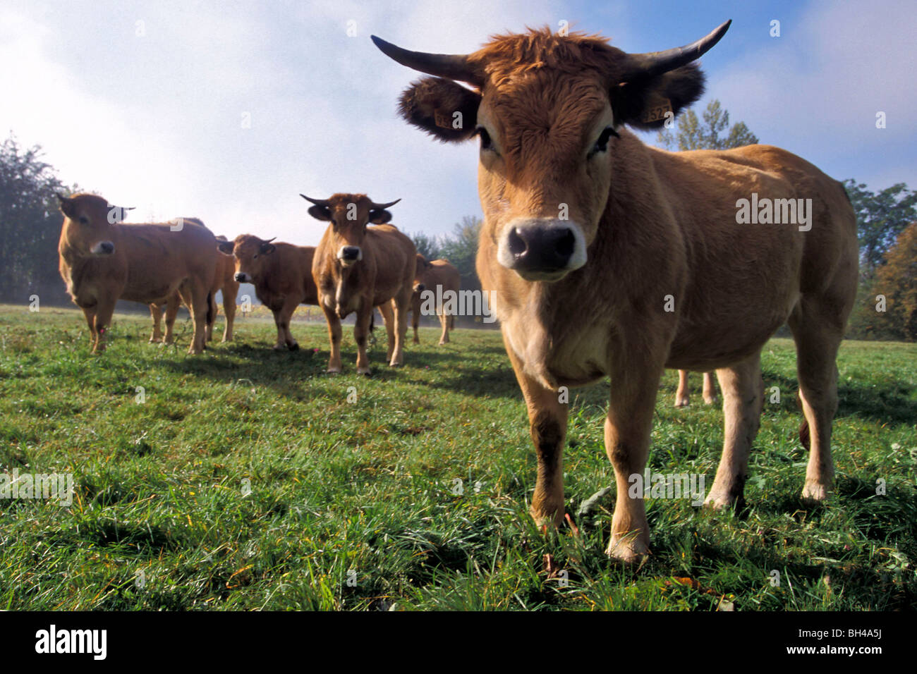 Aveyron aubrac cows in a meadow hi-res stock photography and images - Alamy