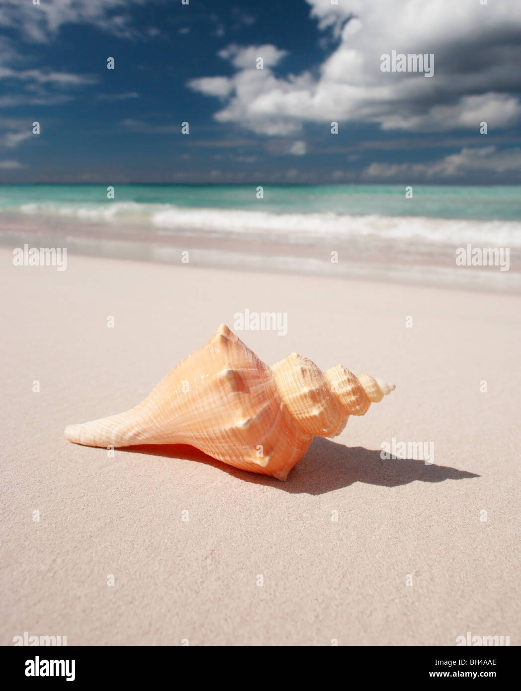 A single large sea shell on a deserted tropical beach Stock Photo - Alamy