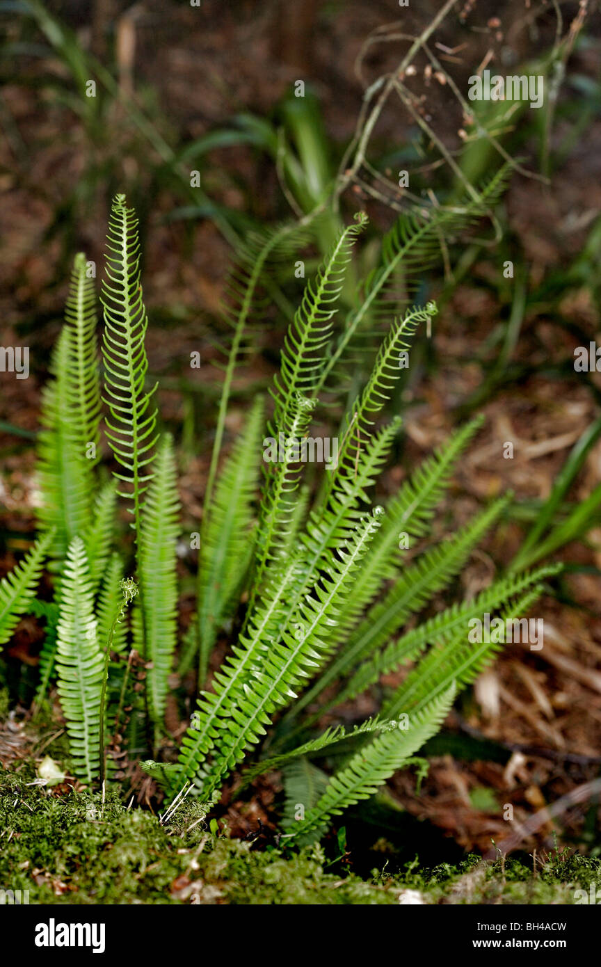 Hard fern (Blechum spicant Stock Photo - Alamy