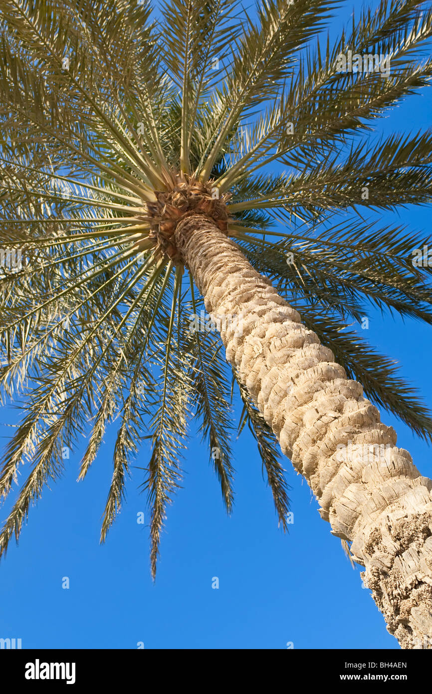 Looking up at the fronds of a palm tree against a perfect blue sky ...