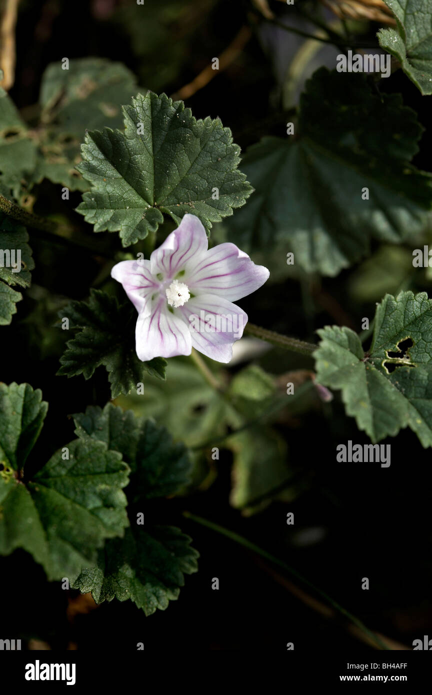 Dwarf mallow (Malva neglecta Stock Photo - Alamy