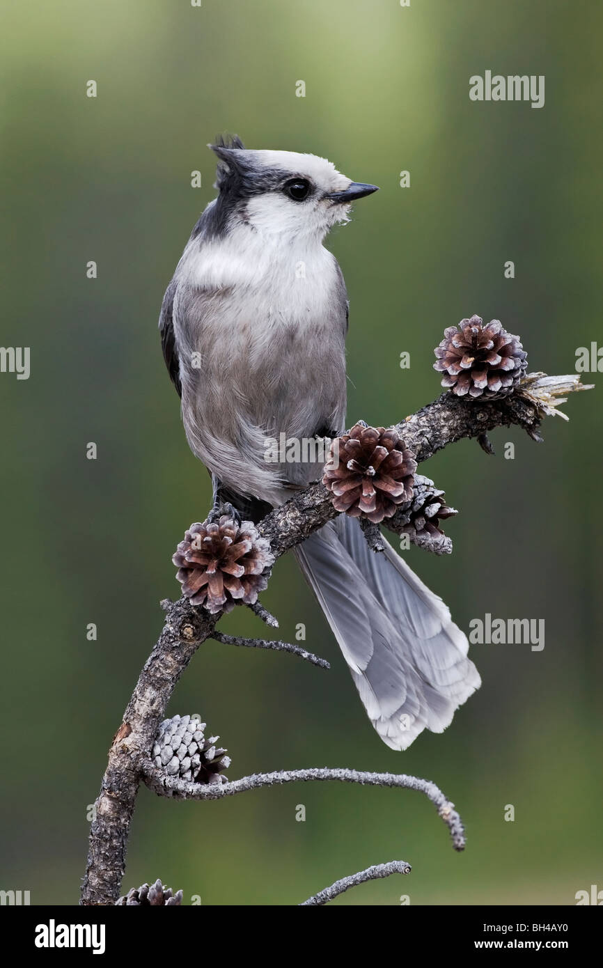 Gray corvid hi-res stock photography and images - Alamy
