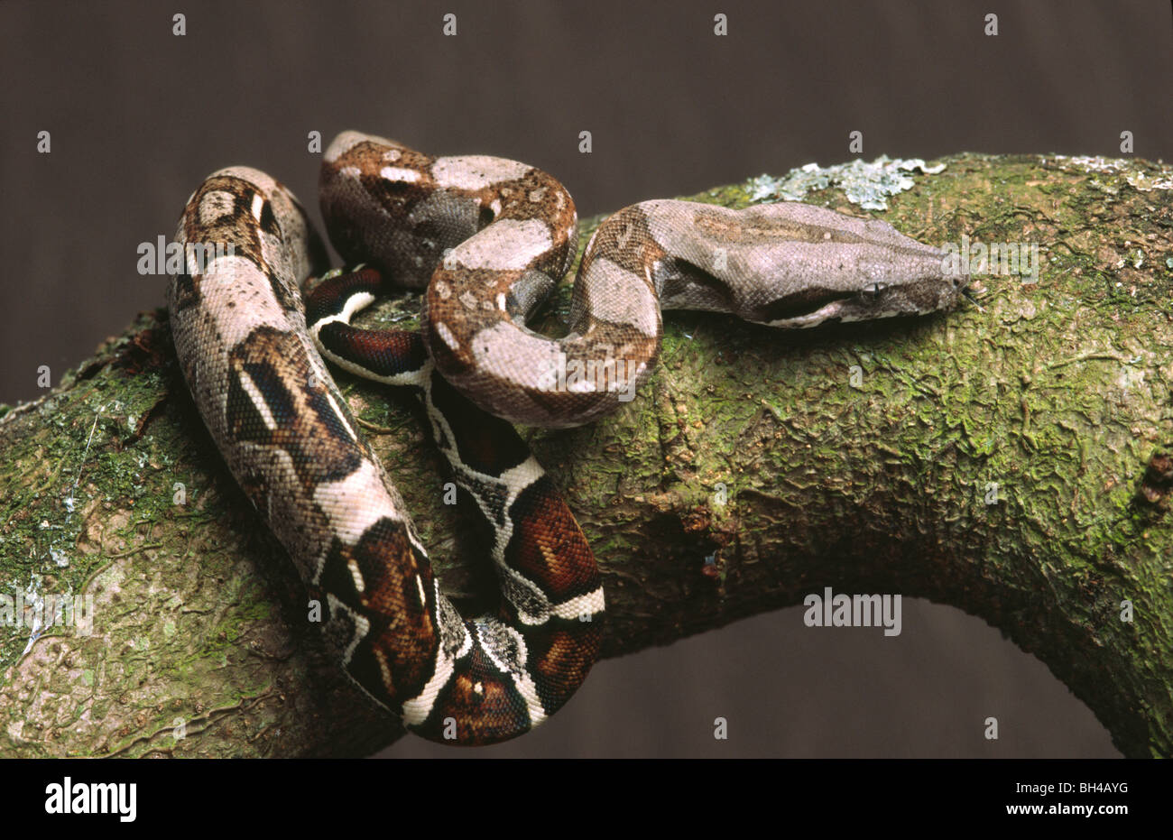 Boa constrictor young hi-res stock photography and images - Alamy