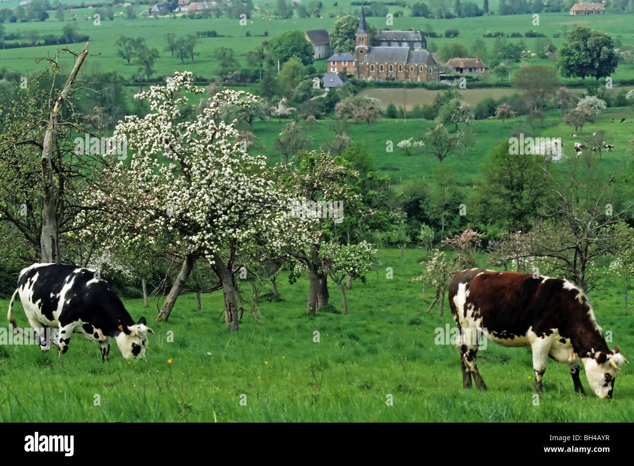 APPLE TREES AND NORMANDY COWS ON THE CIDER ROAD, CALVADOS (14 ...