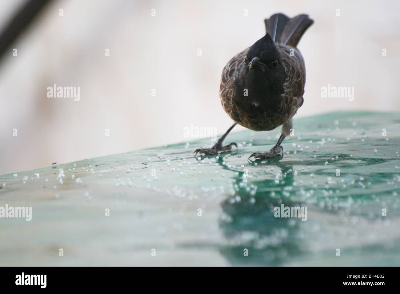 The animals and birds hi-res stock photography and images - Alamy