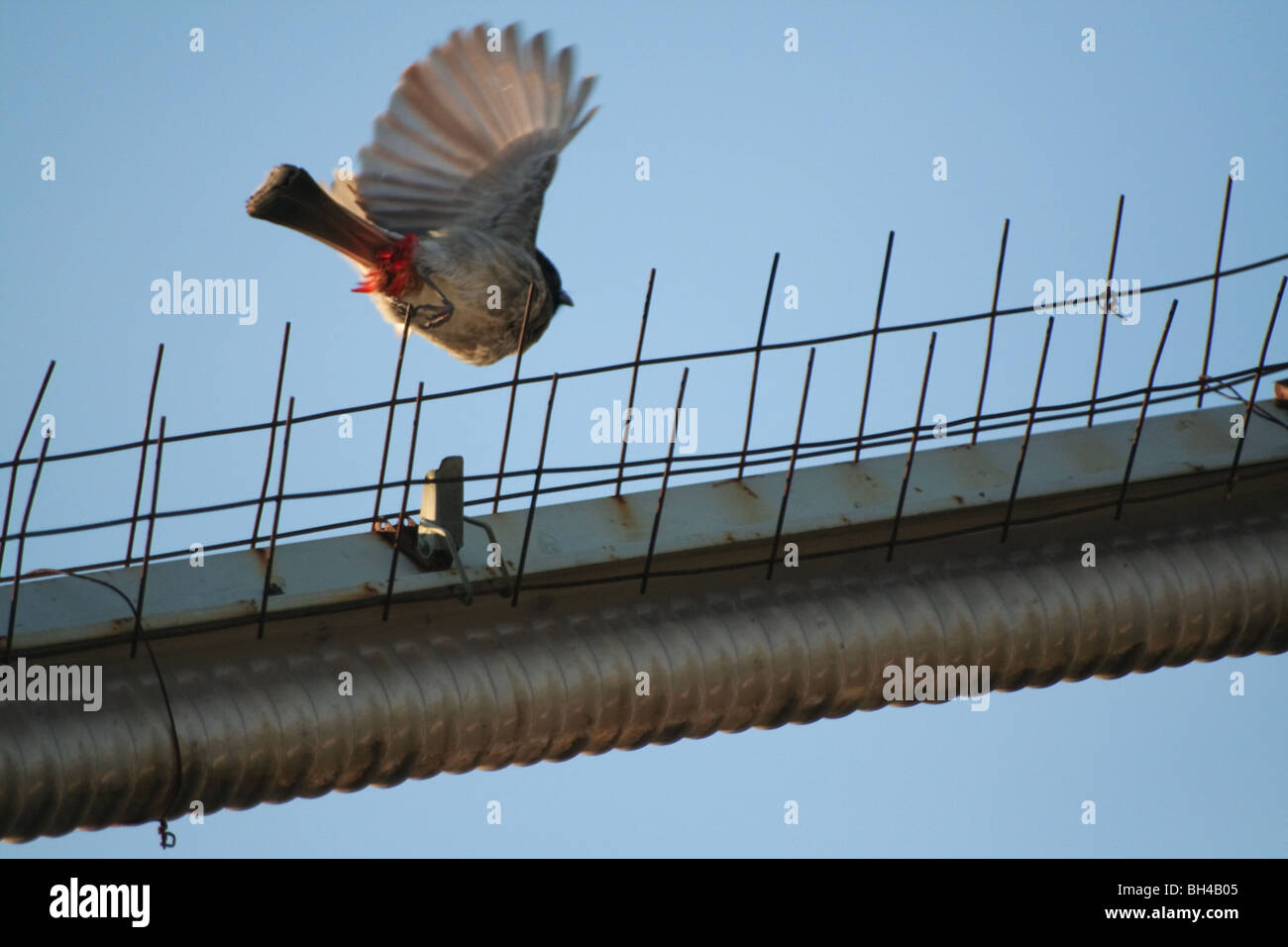 Animals Birds Bulbul Bundi India Rajasthan Stock Photo - Alamy