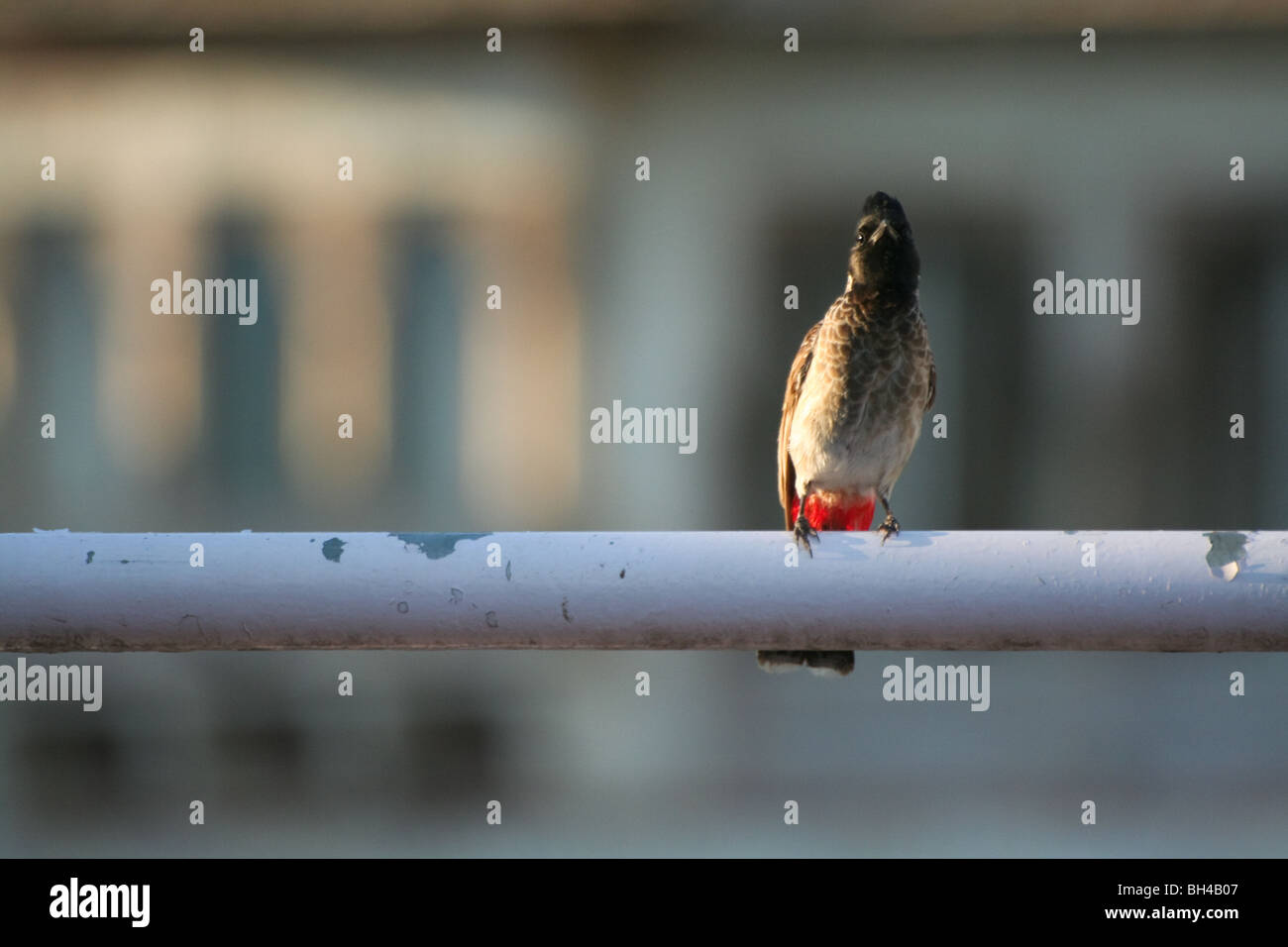 Animals Birds Bulbul Bundi India Rajasthan Stock Photo - Alamy