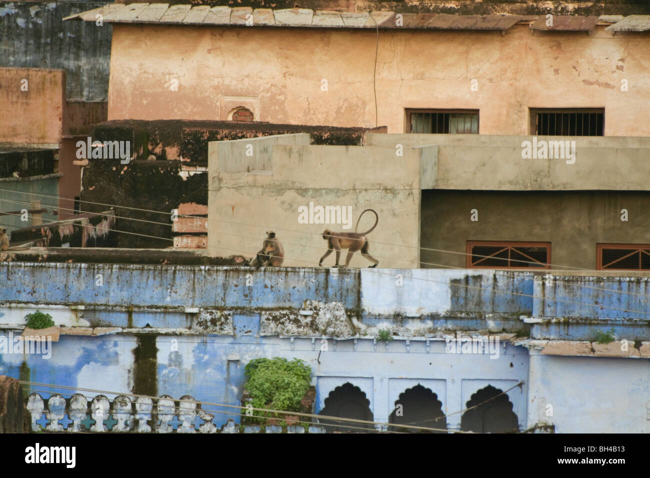 Bundi India Langur Monkey Primates Rajasthan Stock Photo - Alamy