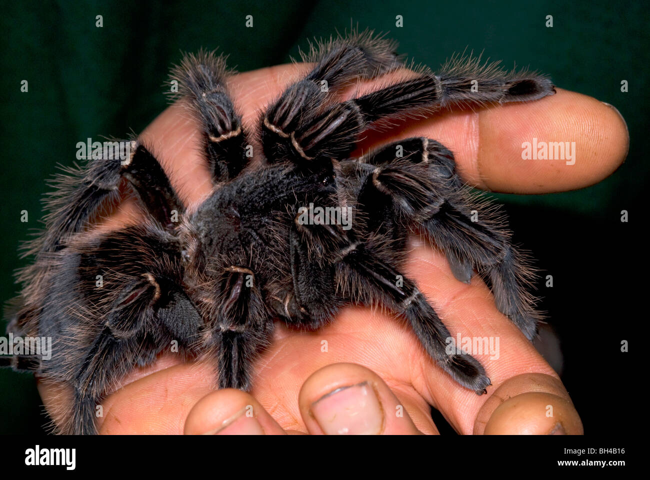 Bird-eating spider (Lasiodora parahybana) black spider hand Stock Photo ...