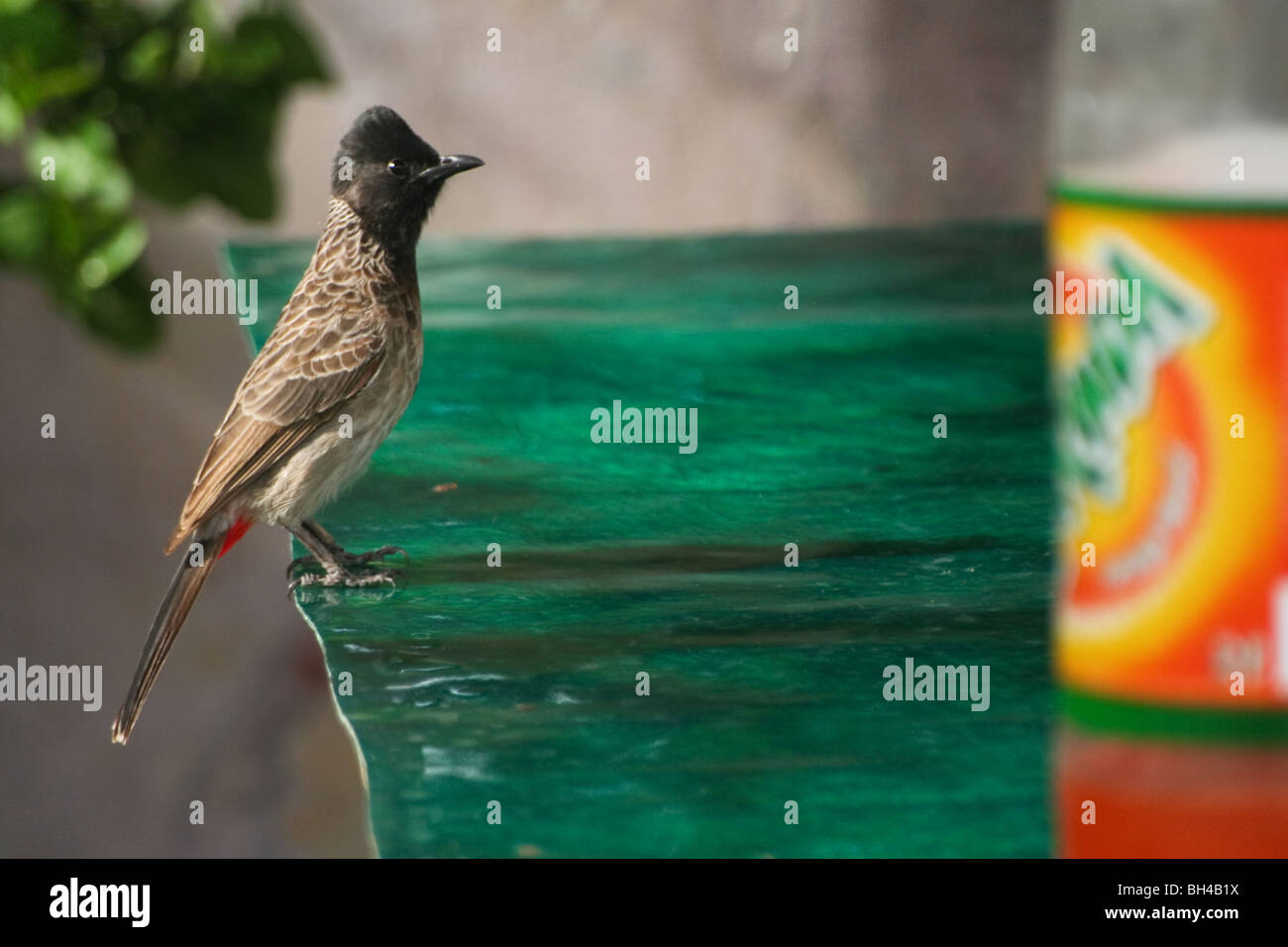 Animals Birds Bulbul Bundi India Rajasthan Stock Photo - Alamy