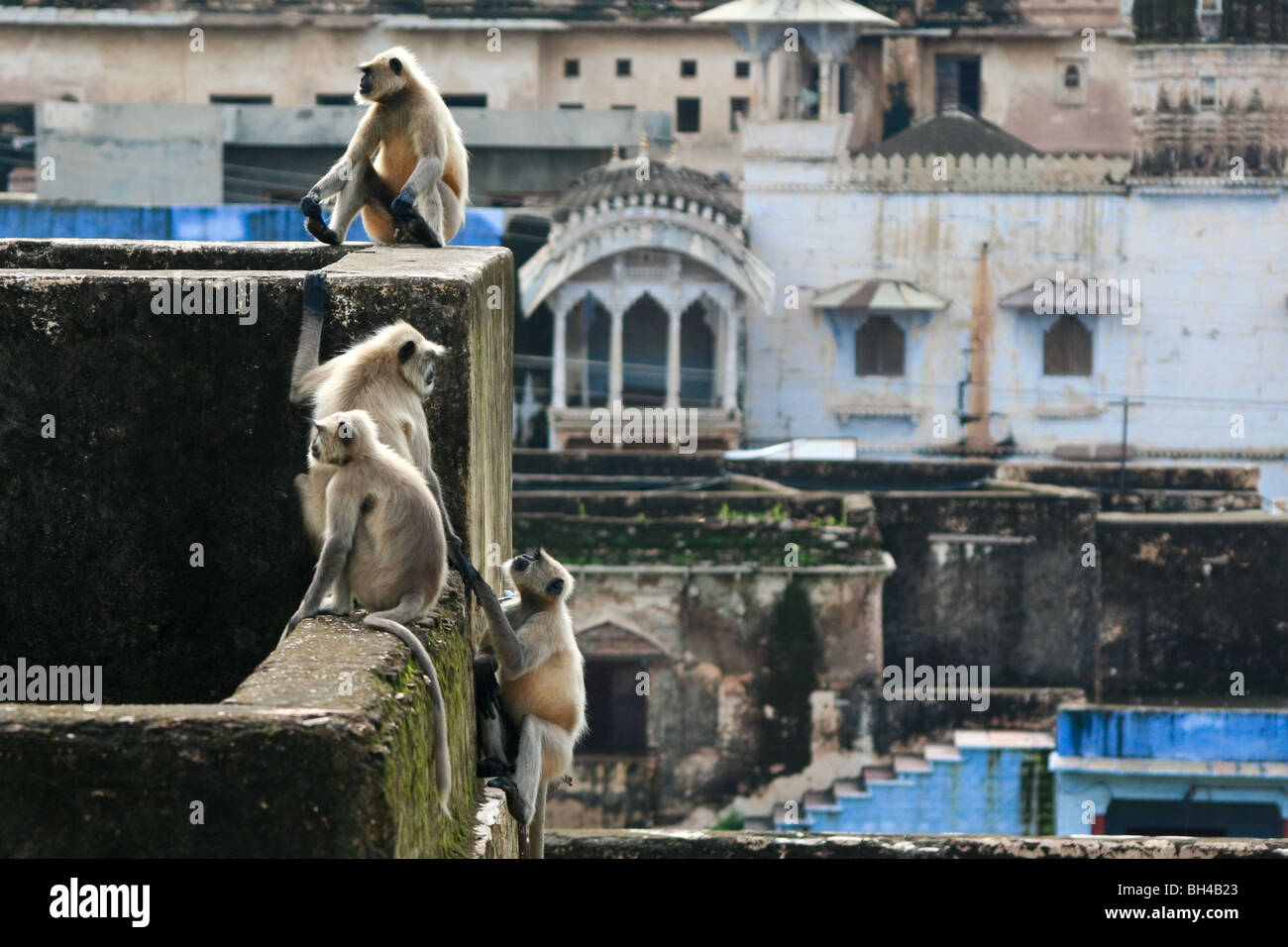 Bundi India Langur Monkey Primates Rajasthan Stock Photo - Alamy