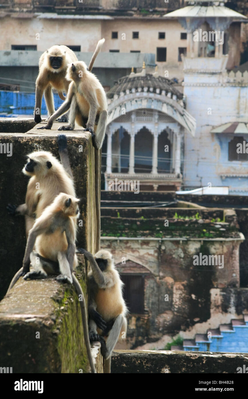 Bundi India Langur Monkey Primates Rajasthan Stock Photo - Alamy