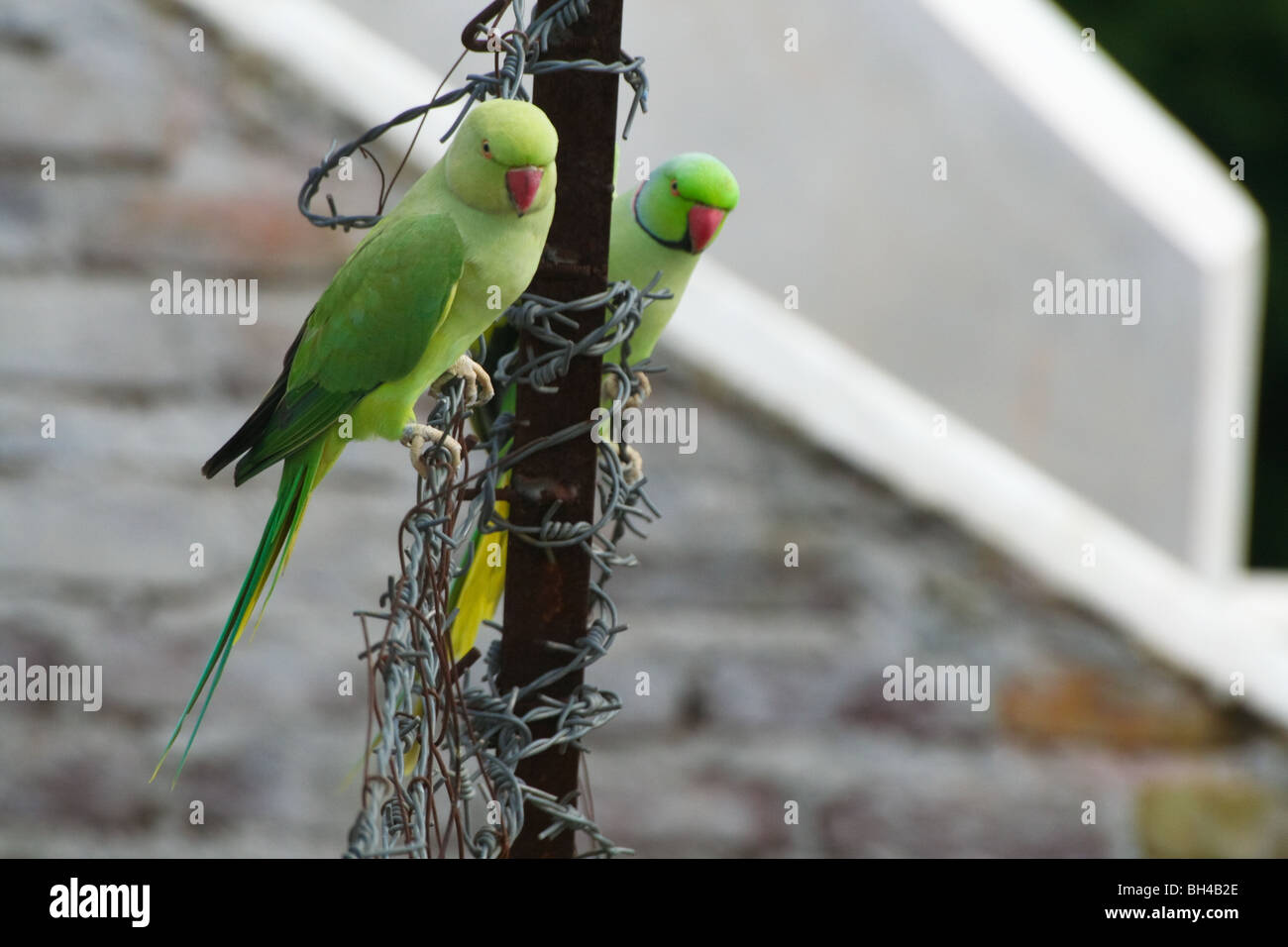Bundi India Rajasthan Rose-Ringed Parakeets Stock Photo - Alamy