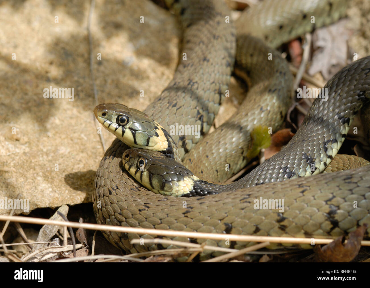 Grass snakes (Natrix helvetica) or ringed snakes getting to know each ...