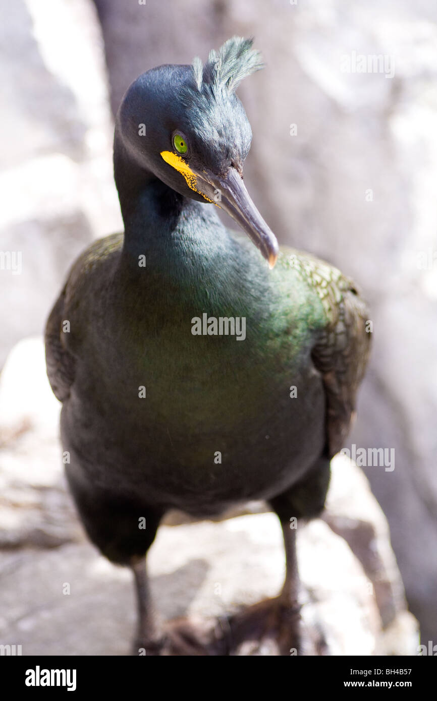 Shags High Resolution Stock Photography and Images - Alamy