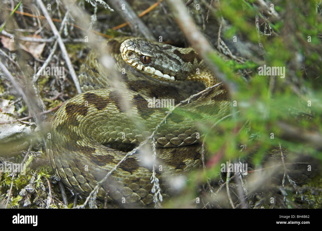 Female adder hi-res stock photography and images - Alamy