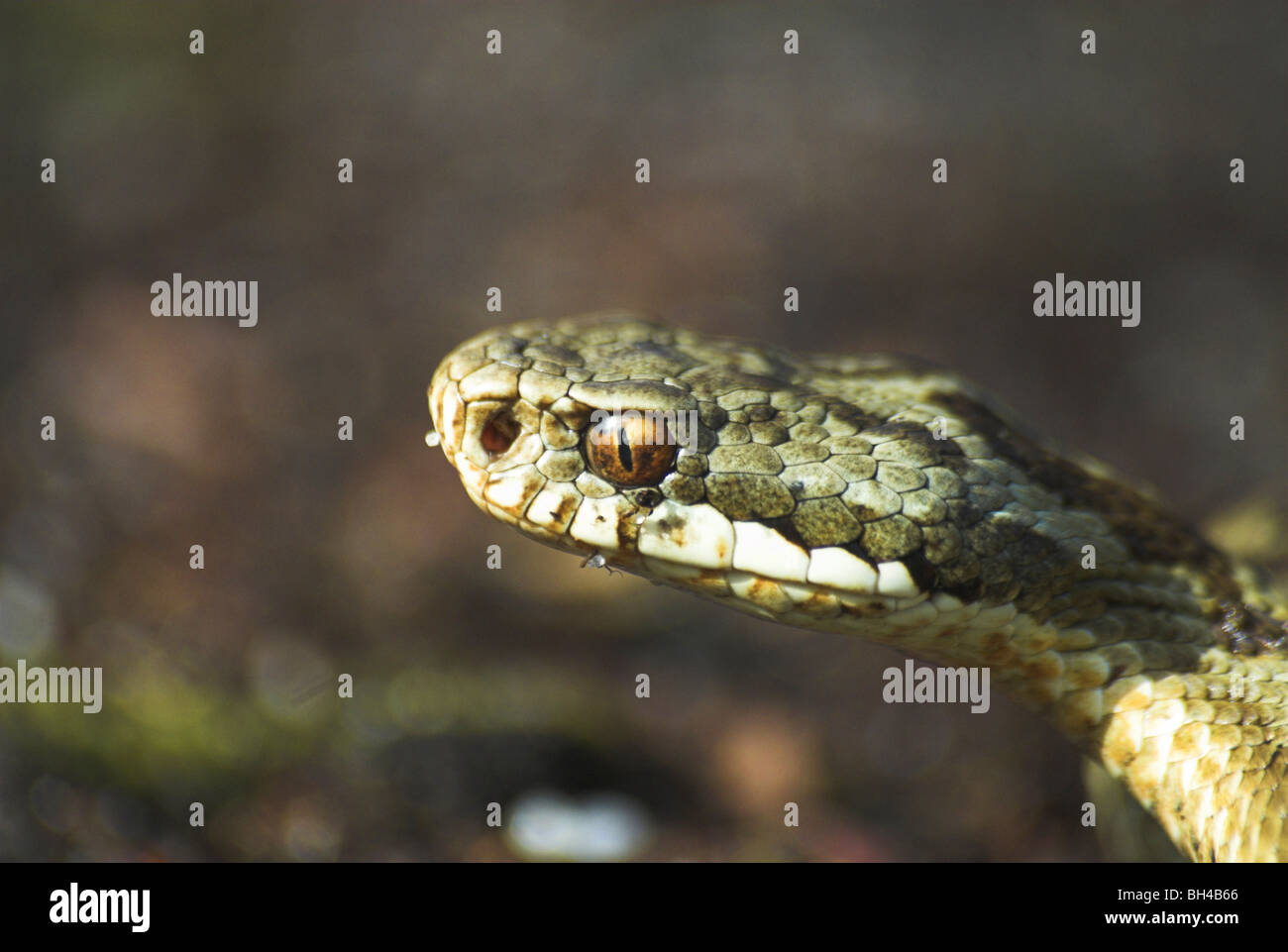 Female viper hi-res stock photography and images - Alamy