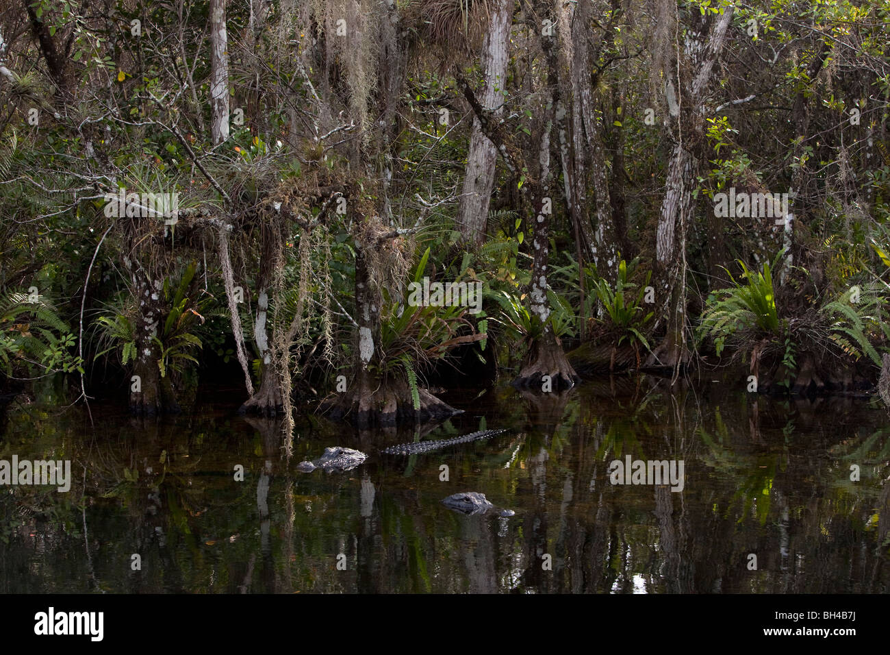 Big Cypress National Preserve, Florida Stock Photo - Alamy