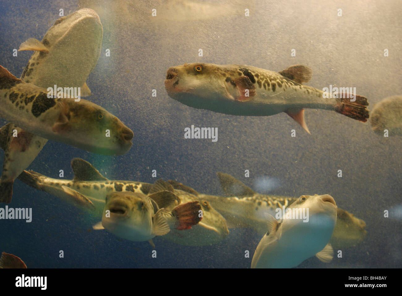 One of the many types of 'fugu' (blowfish) fish, in a tank outside a ...