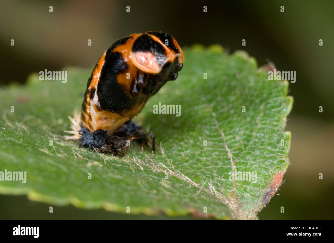Harmonia axyridis hi-res stock photography and images - Alamy