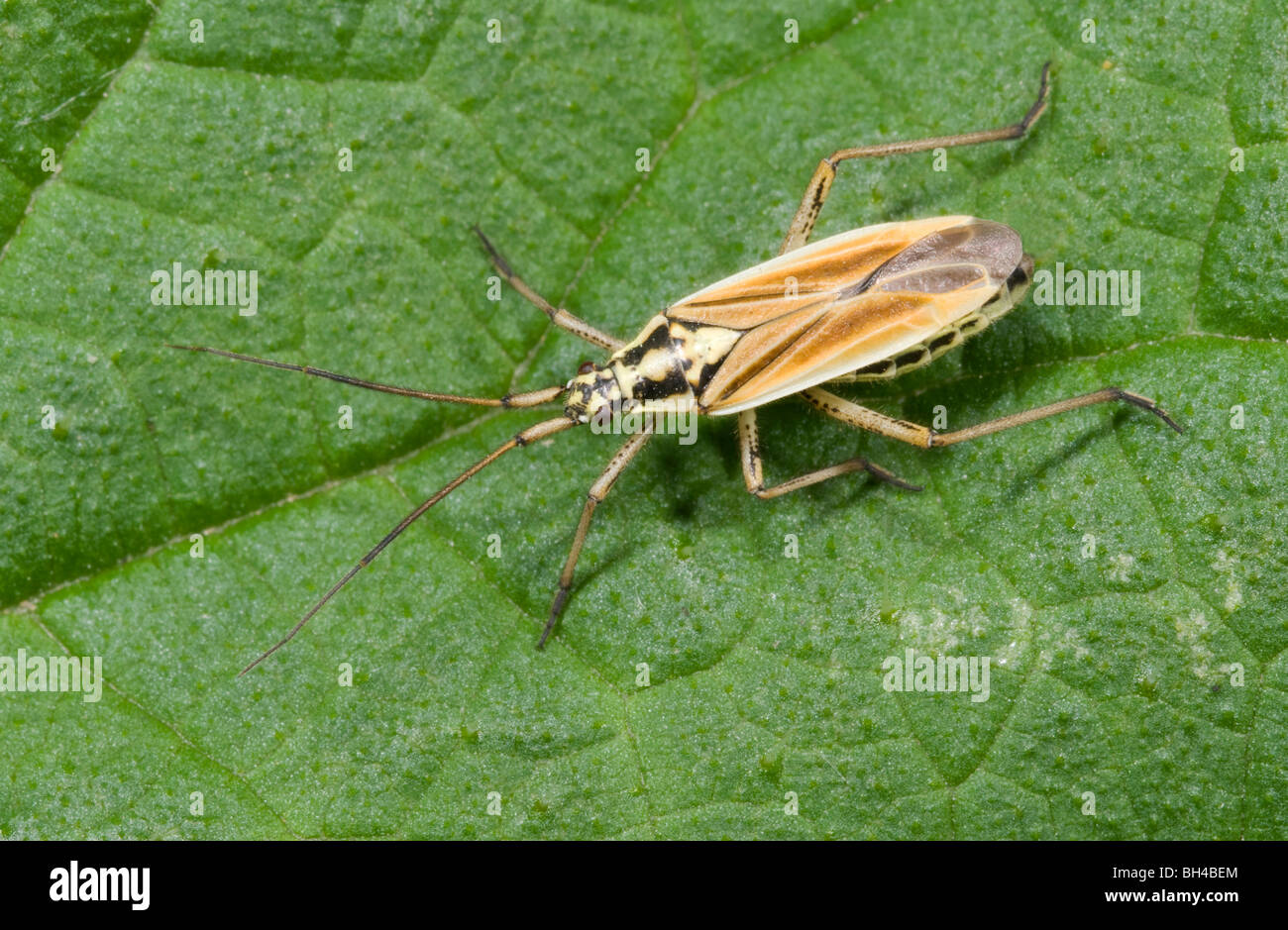Bug leaf hi-res stock photography and images - Alamy