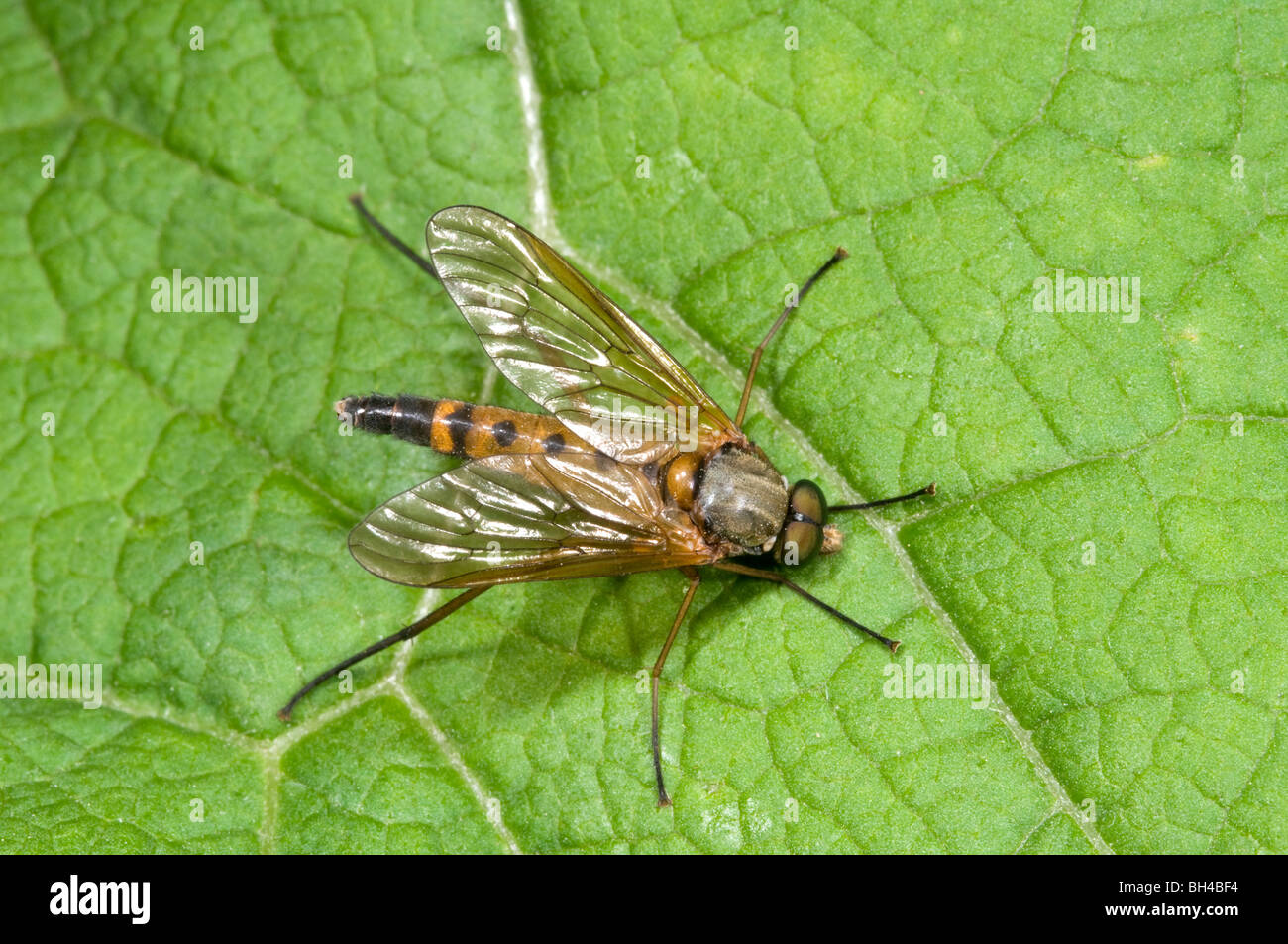 Snipe Fly Adult
