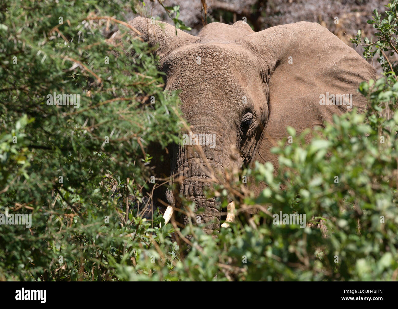 Female elephant amongst trees Stock Photo - Alamy