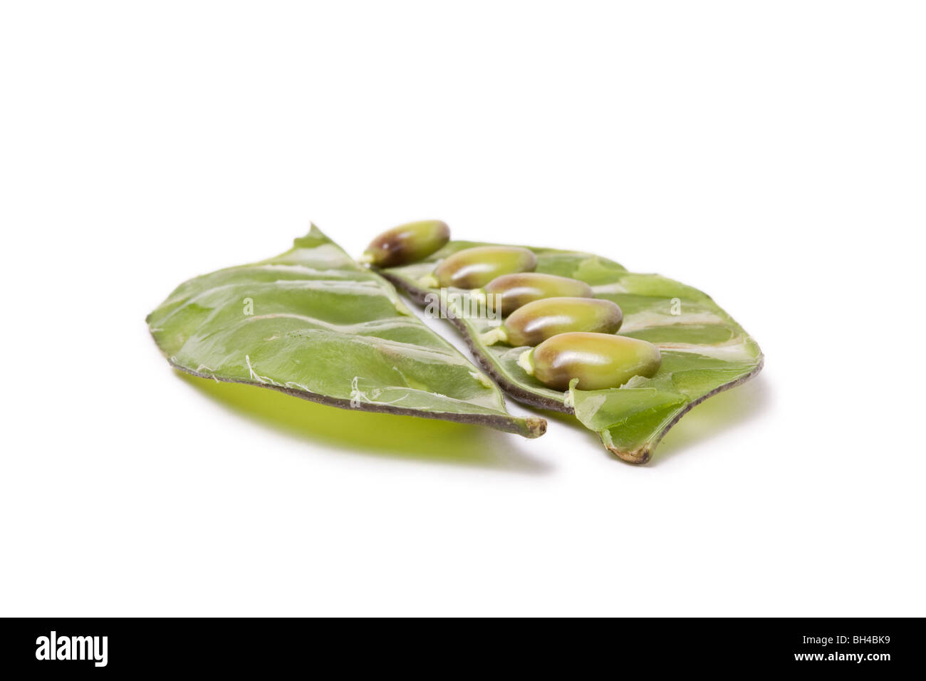 Indian bean Common name: Lablab Bean, Hyacinth bean, Bonavista bean ...