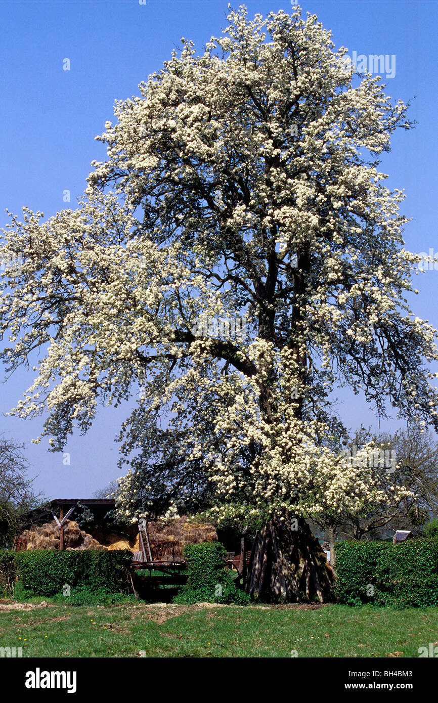 FLOWERING PEAR TREE, EURE (27), NORMANDY, FRANCE Stock Photo - Alamy