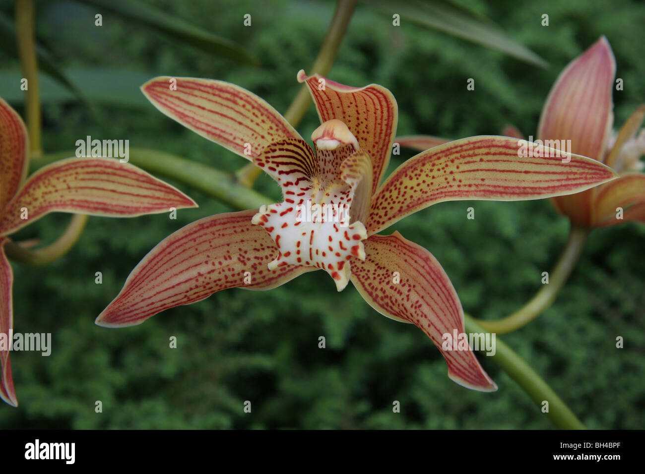 Cymbidium hi-res stock photography and images - Alamy