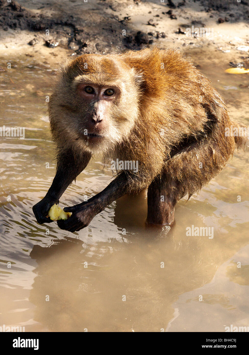 Makake ape in the Ko Lanta Marine National Park,South Thailand,Andaman ...