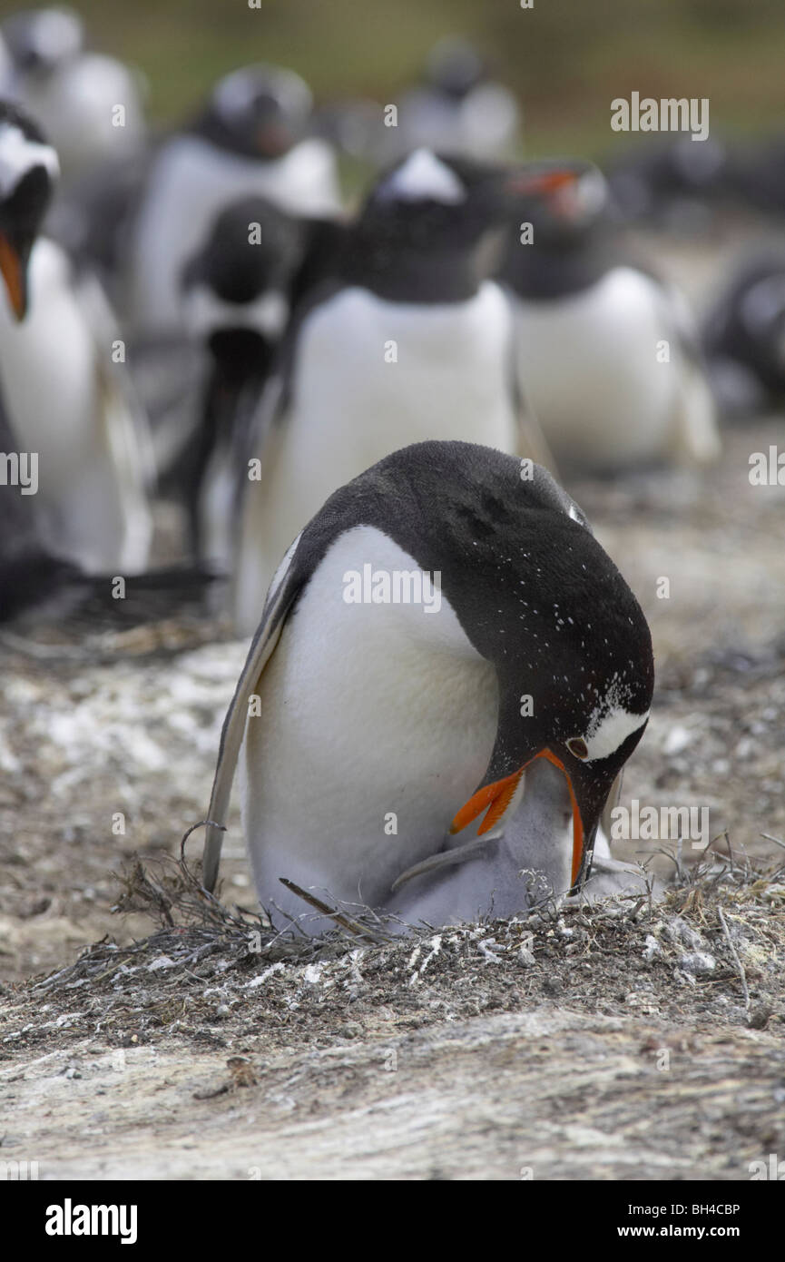 Feeding penguins hi-res stock photography and images - Alamy