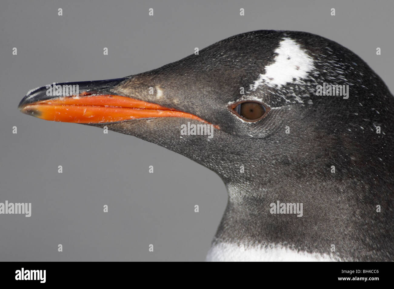 Gentoo penguin eyes hi-res stock photography and images - Alamy